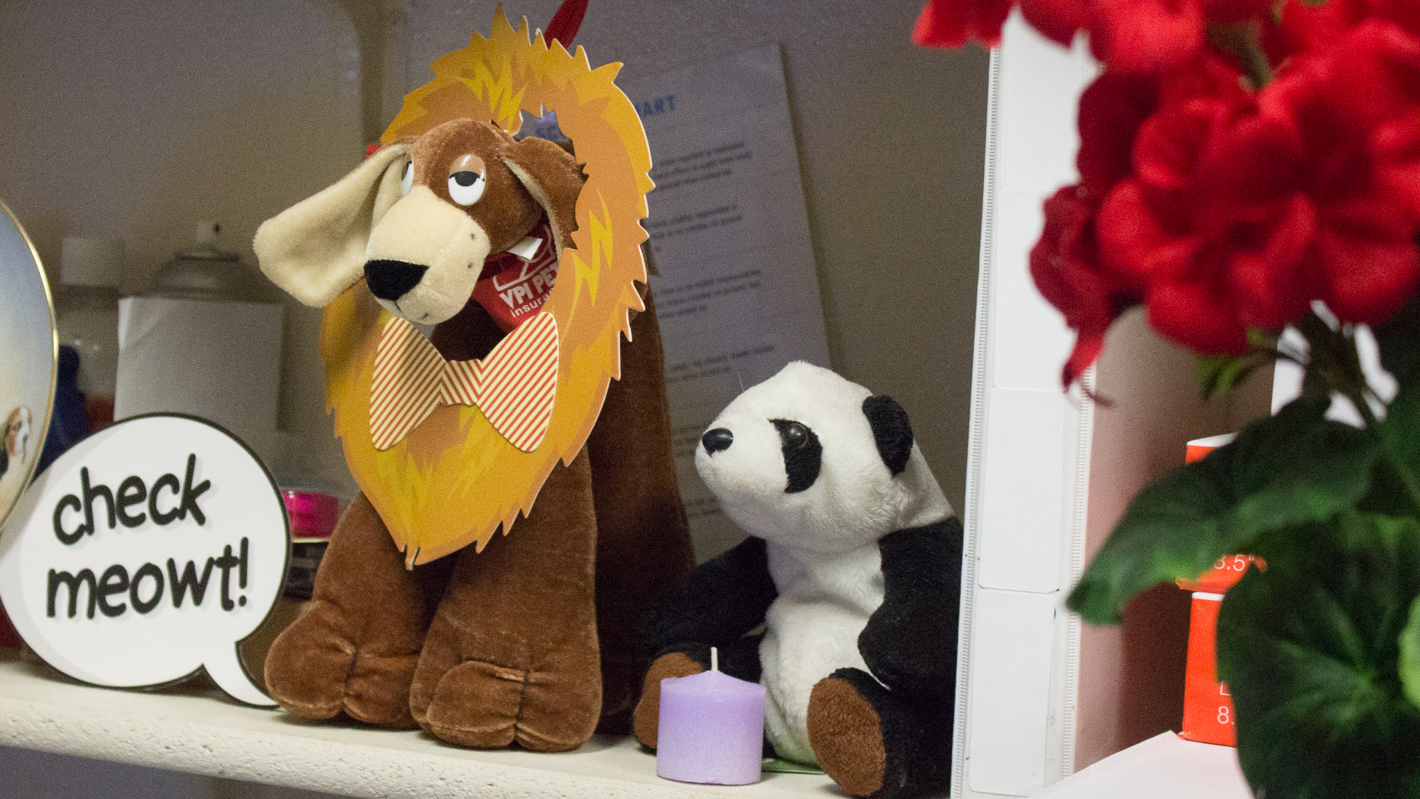 Oasis Animal Hospital – Treating your pets as part of the family.